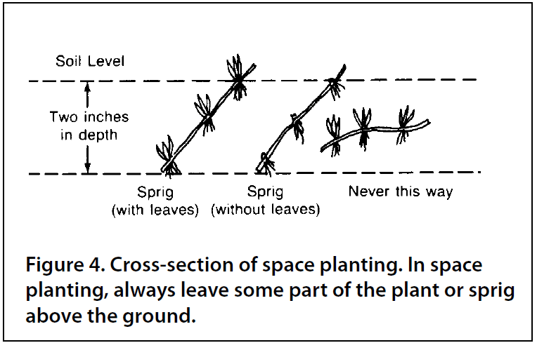 Looping e sprigging di un prato di Stenotaphrum Secundatum - Perfect Prato