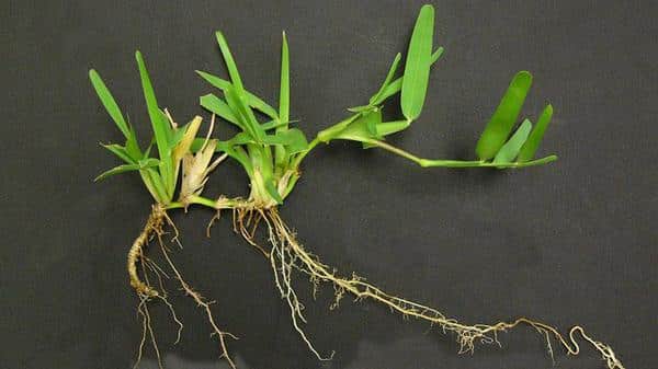 Panoramica sullo Stenotaphrum Secundatum - Perfect Prato