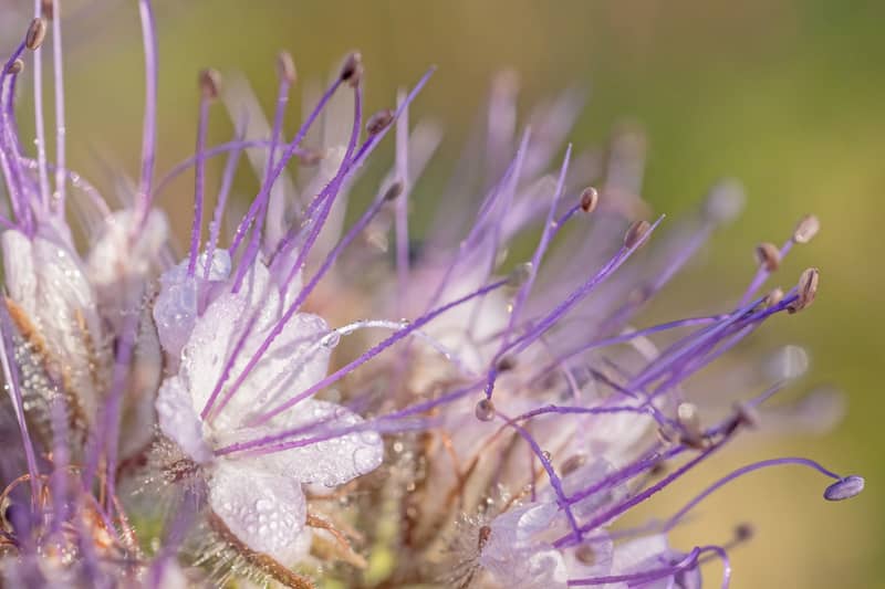 Phacelia tanacetifolia (facelia) - Perfect Prato