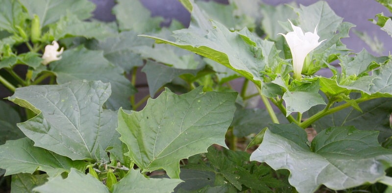 Datura stramonium (stramonio comune) - Perfect Prato