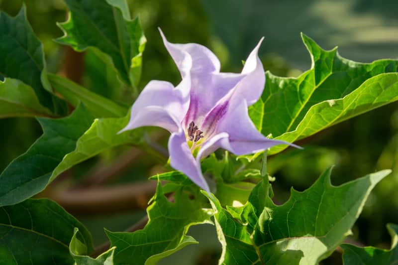 Datura stramonium (stramonio comune) - Perfect Prato
