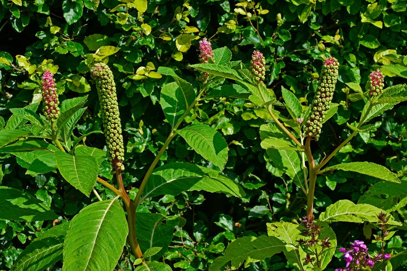 Phytolacca americana (Fitolacca americana) - Perfect Prato