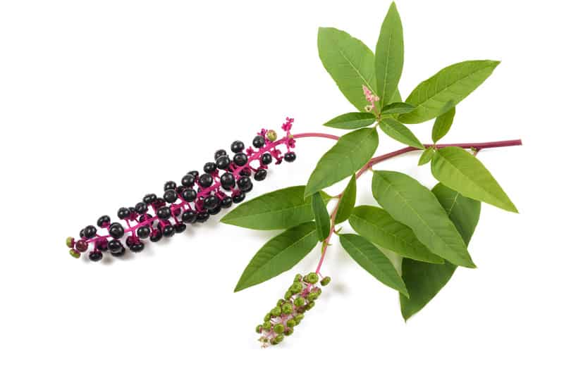 Phytolacca americana (Fitolacca americana) - Perfect Prato